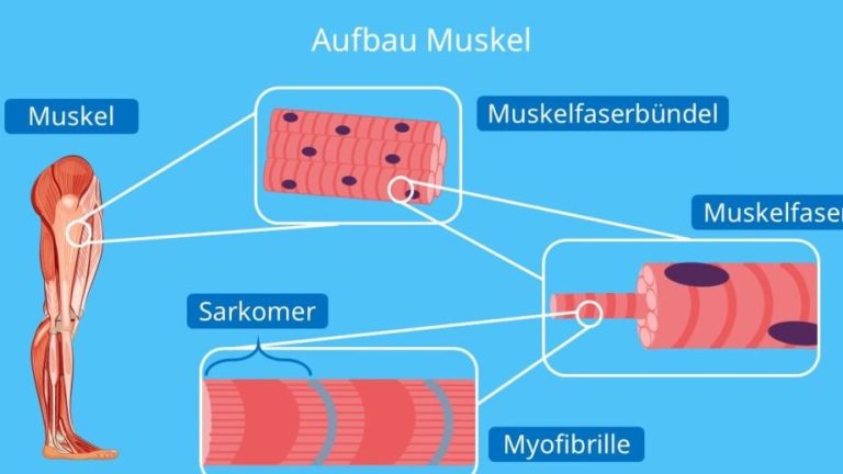 Aufbau eines Muskels: Wichtige Faktoren und Phasen erklärt