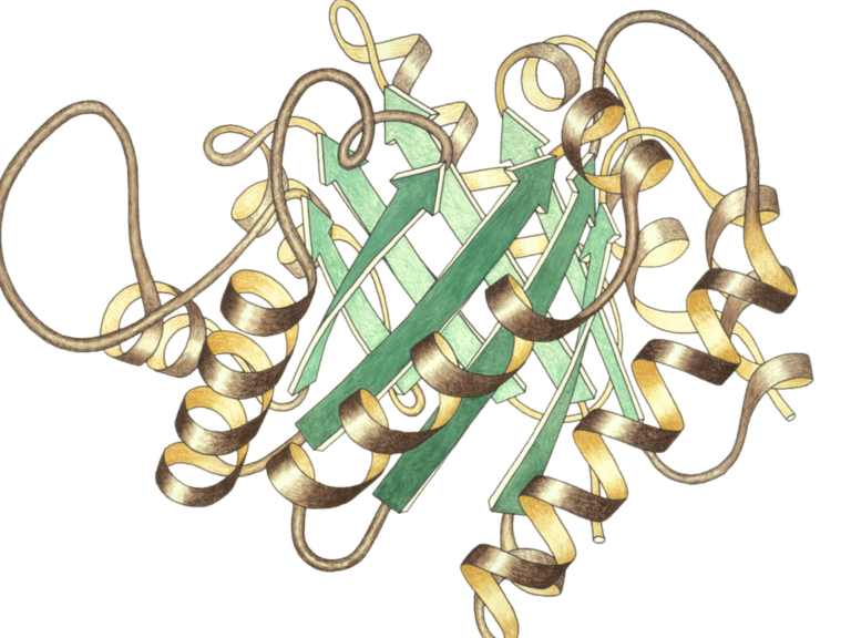 Enzymliste: Typen und Funktionen von Enzymen erklärt