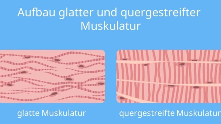Funktionen und Eigenschaften der glatten Muskulatur im Körper