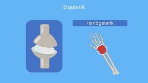 Planes Gelenk: Funktionen, Beispiele und Eigenschaften
