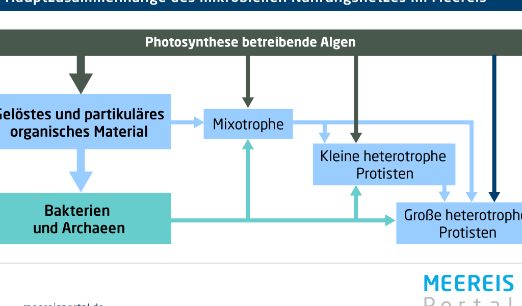Protozoen: Arten, Lebensräume und ihre Rolle im Ökosystem